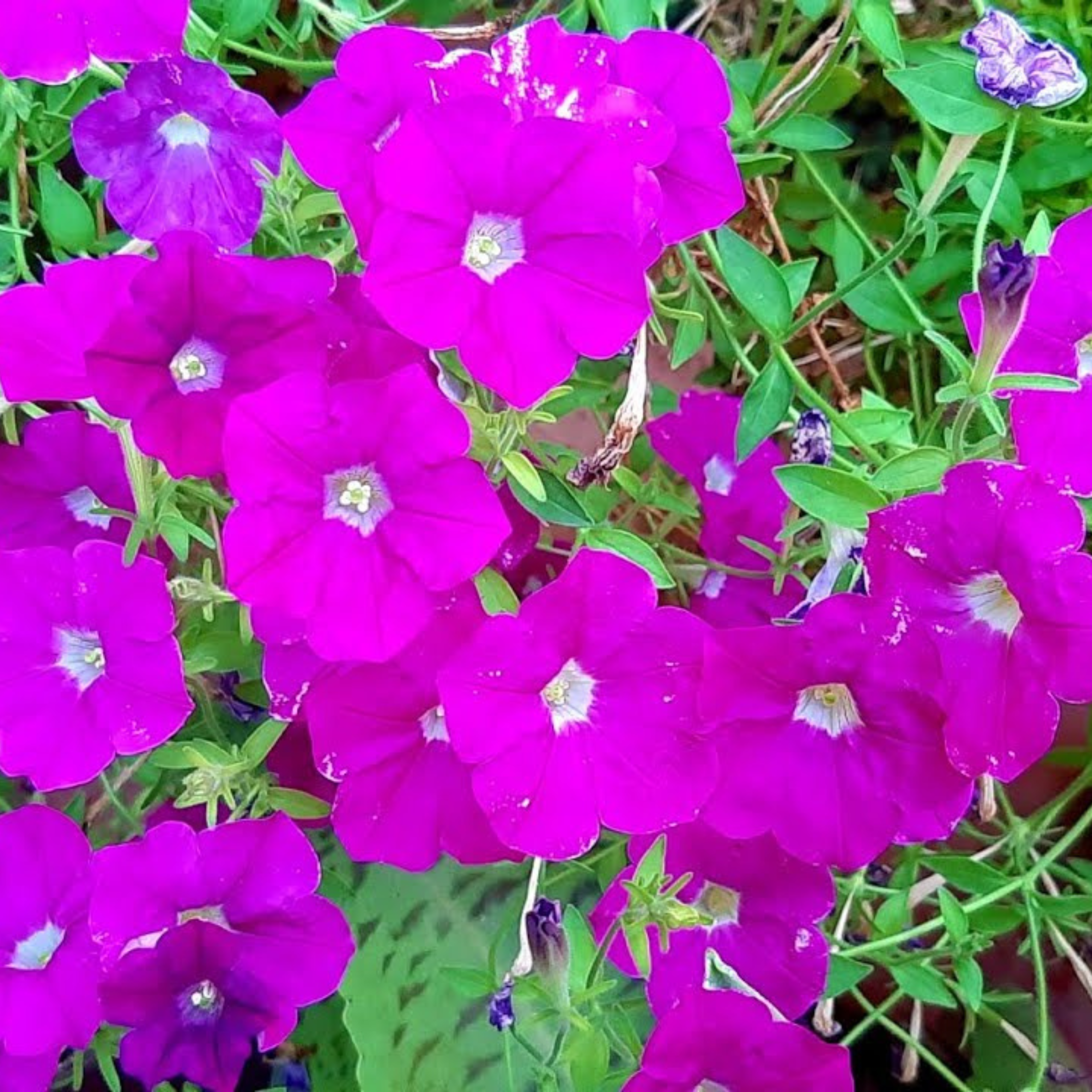 Petunia Nadan Flowering Live Plant – Leafnstem.in